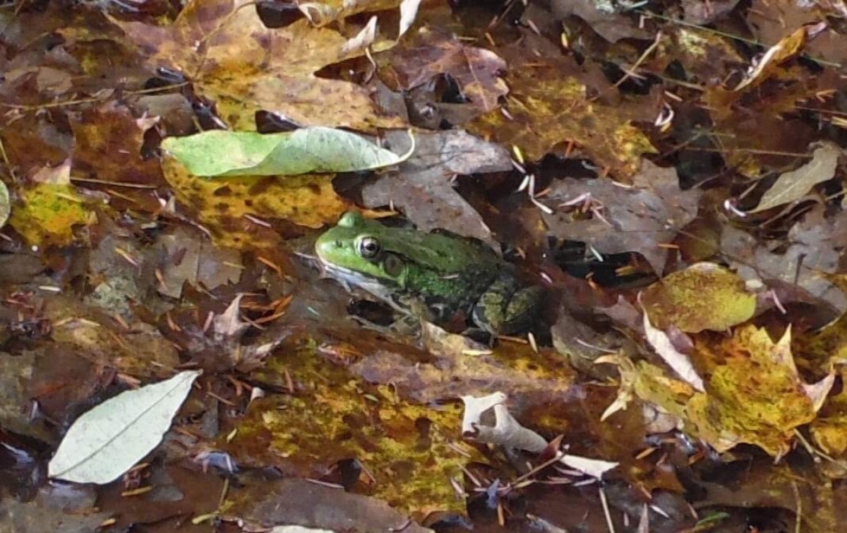 Autumn Visit (Frog) | ThriftyFun