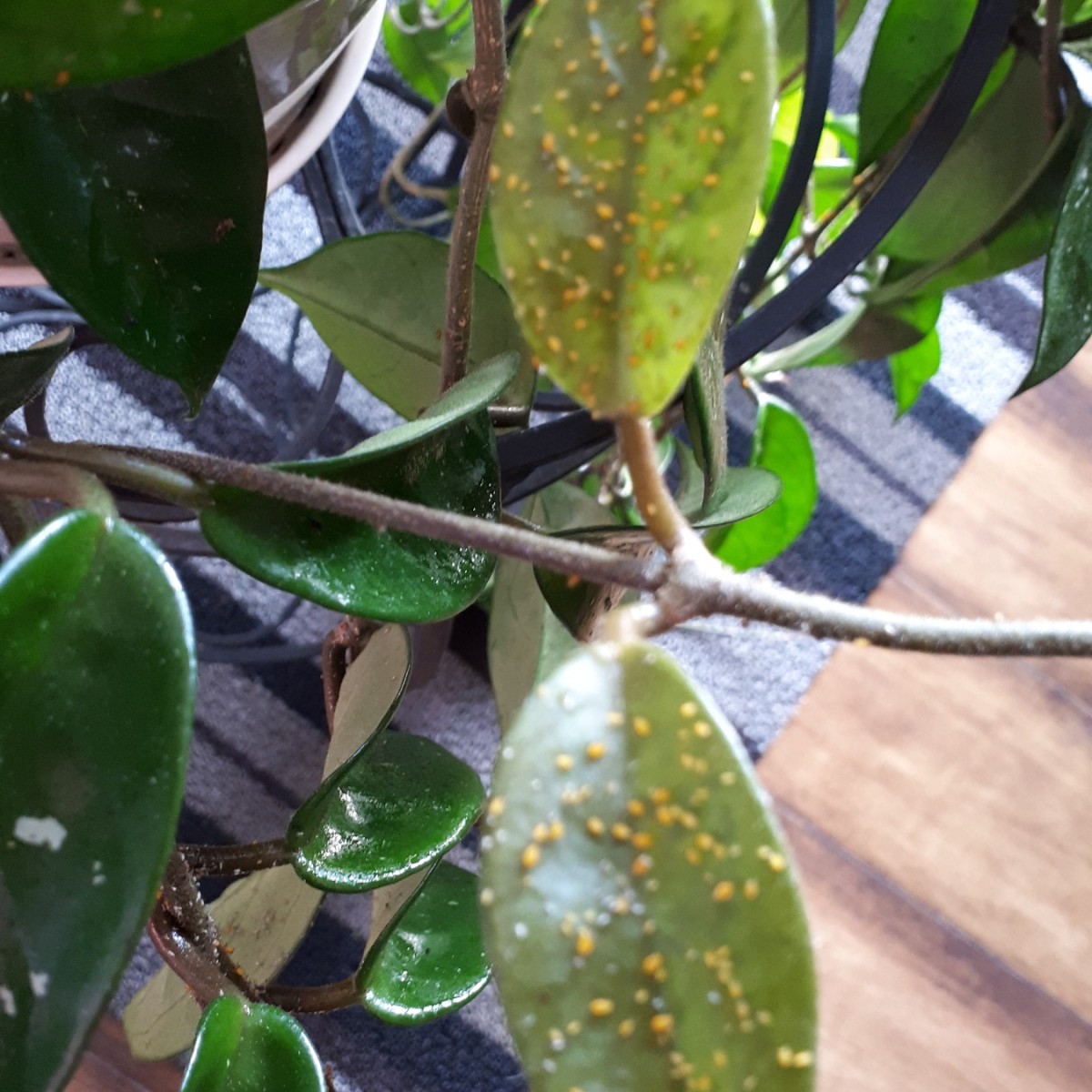 Are These Aphids on My Hoya? | ThriftyFun