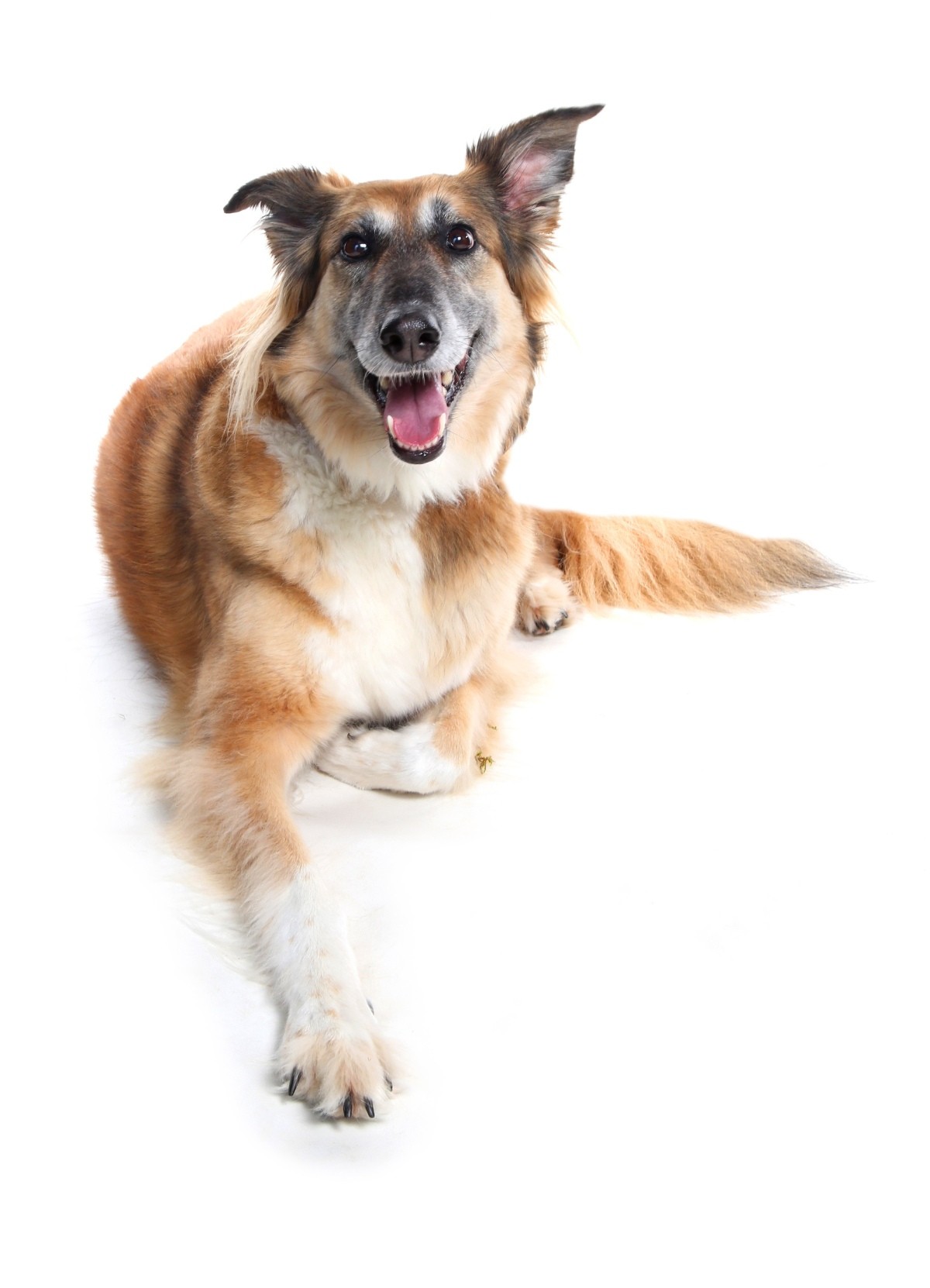 German Shepherd Saluki Breed? | ThriftyFun