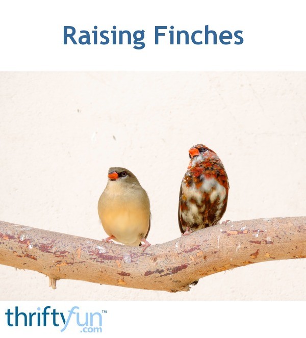 Raising Finches | ThriftyFun