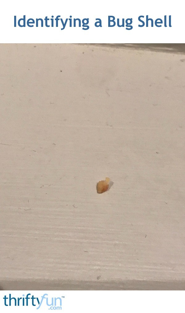 Identifying a Bug Shell (Exoskeleton)? | ThriftyFun