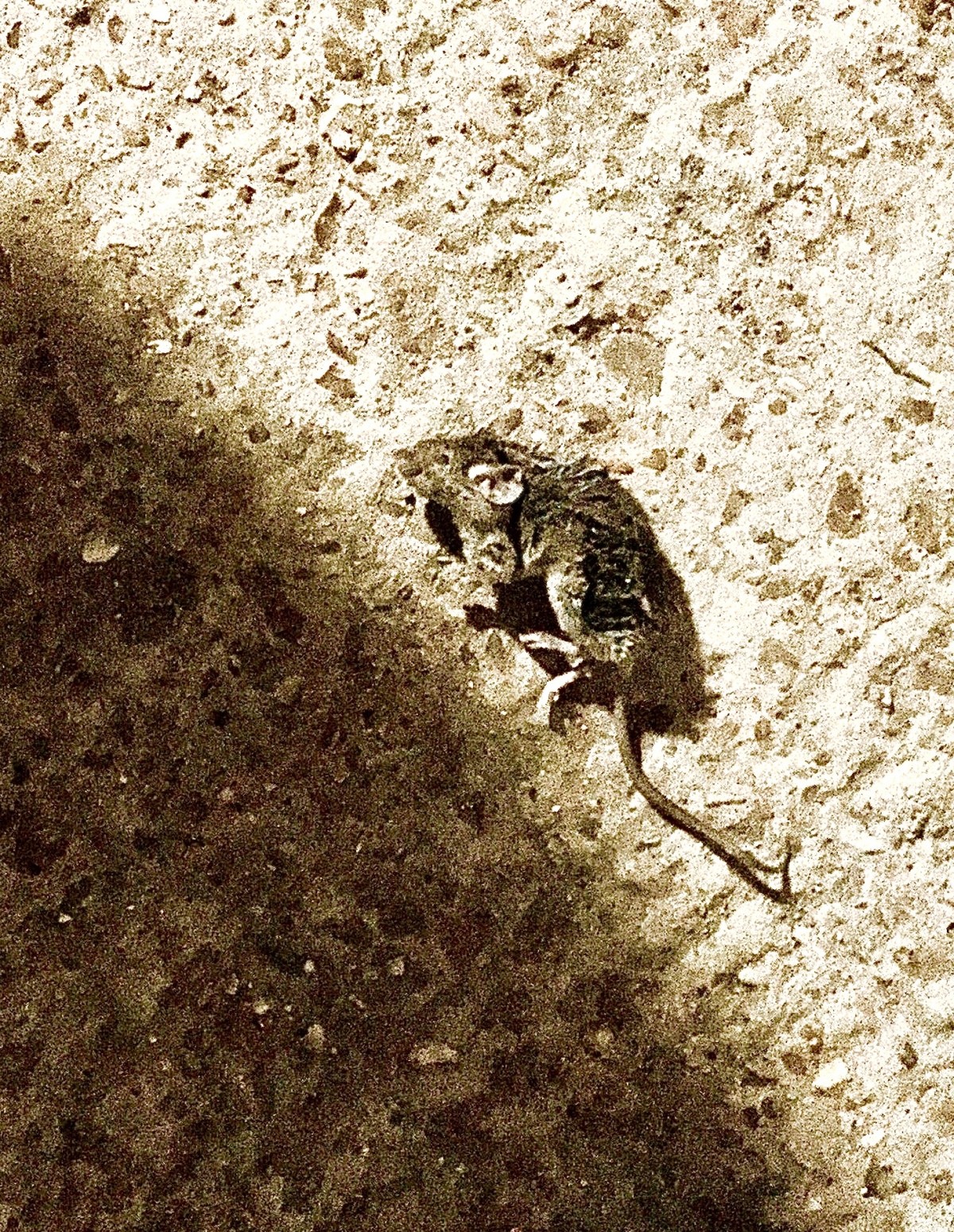 Getting Rid of Mice in the Dryer? | ThriftyFun