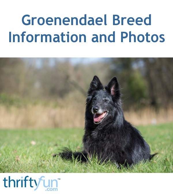 Groenendael Breed Information and Photos | ThriftyFun