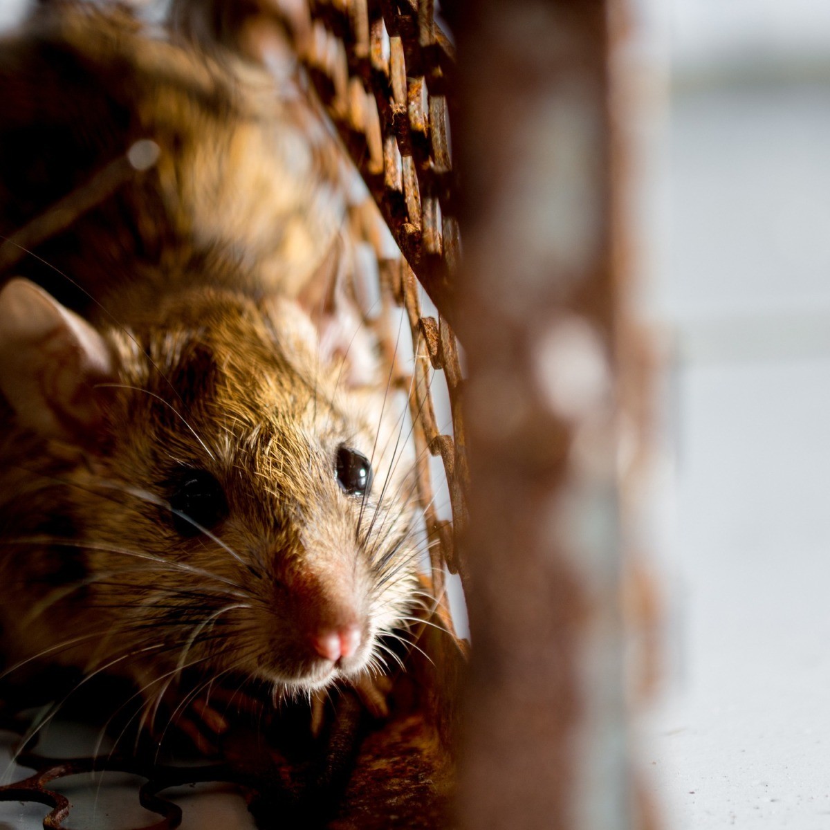 Health Hazards of Rodent Urine? | ThriftyFun
