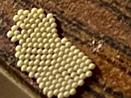 Identifying Insect Eggs? | ThriftyFun