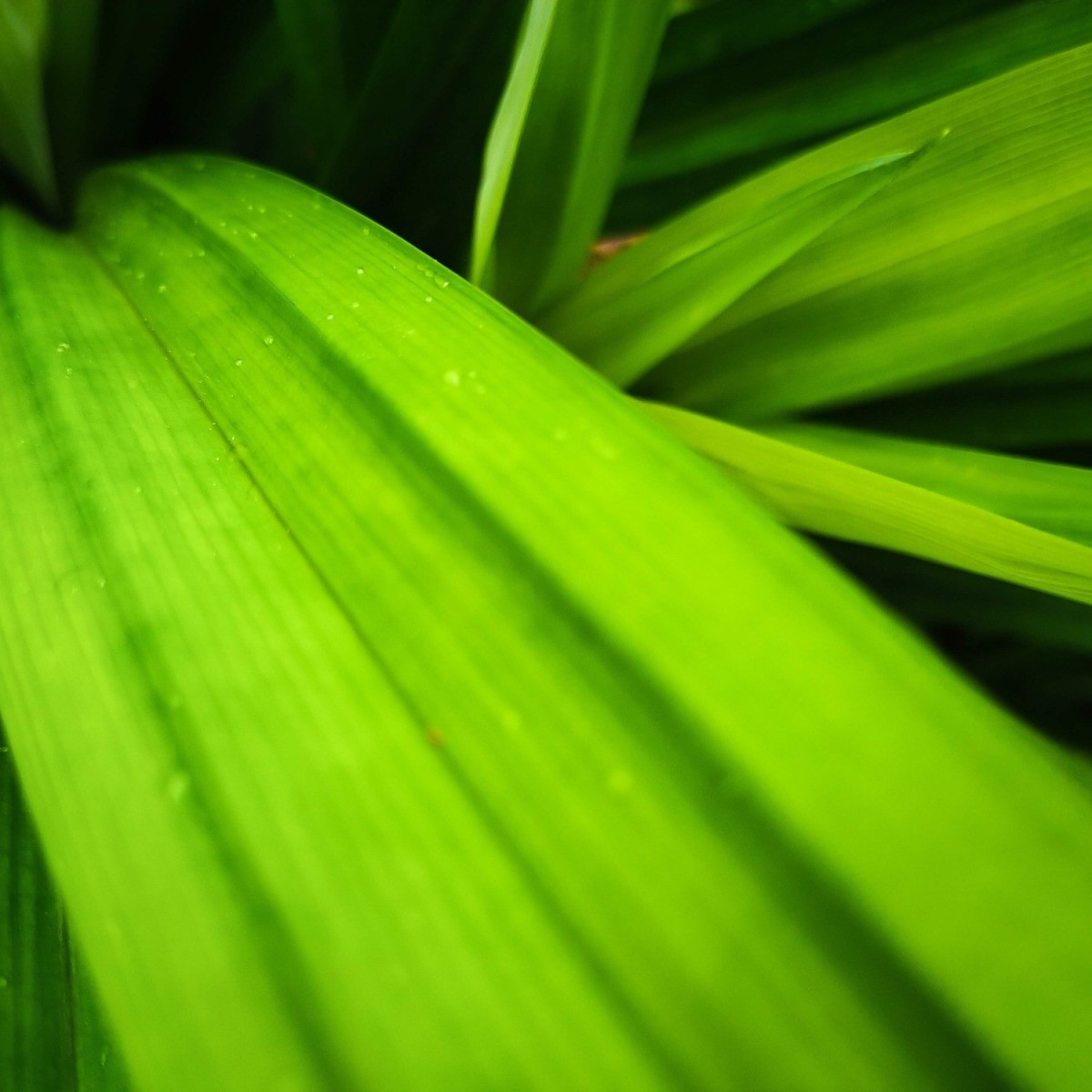 Recipes Using Pandan | ThriftyFun