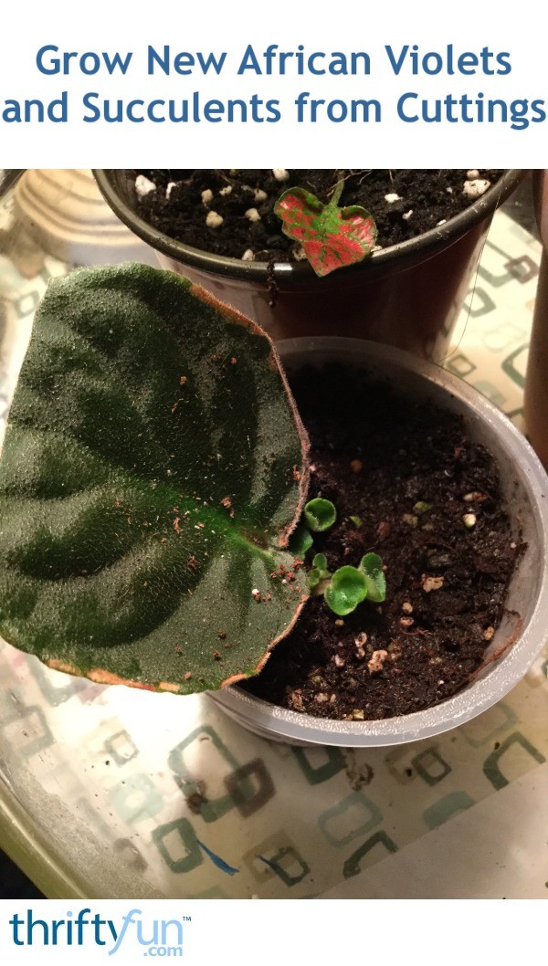 Grow New African Violets and Succulents from Cuttings | ThriftyFun
