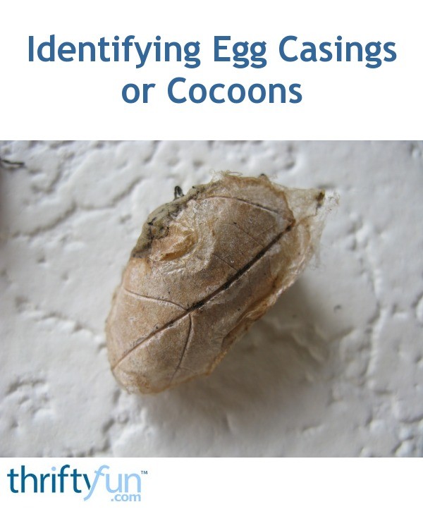 Identifying Egg Casings or Cocoons? | ThriftyFun