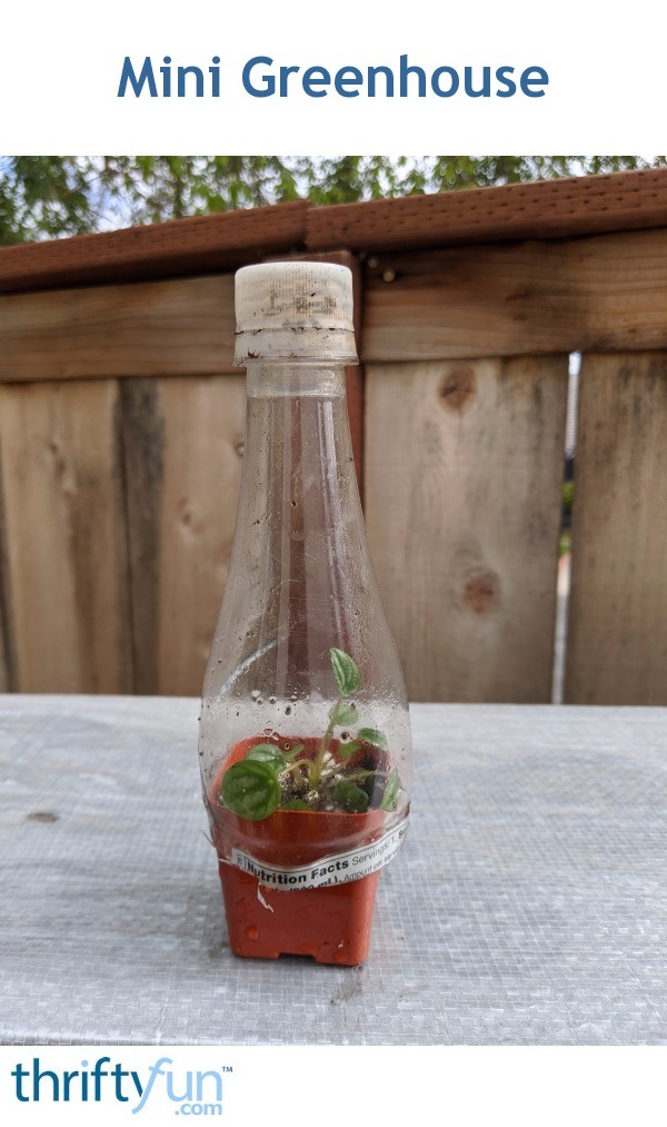 Mini Greenhouse | ThriftyFun