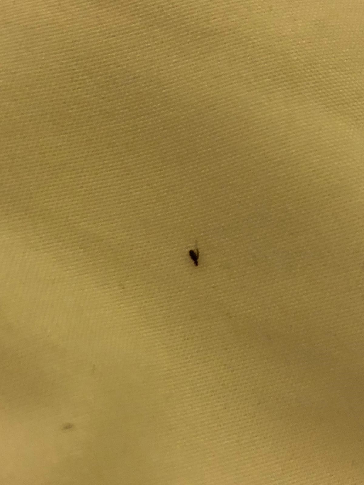 Identifying Tiny Flat Black Bugs? | ThriftyFun