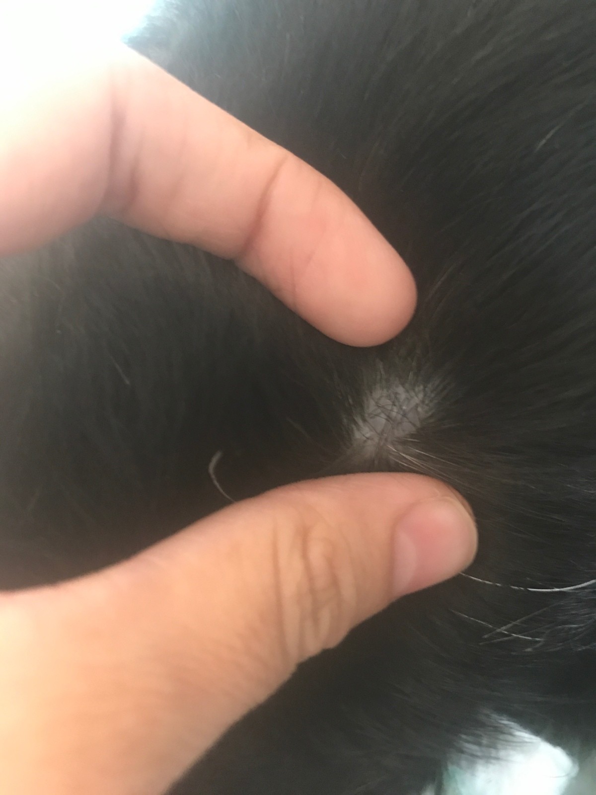 Bumps And Lumps On A Dog ThriftyFun