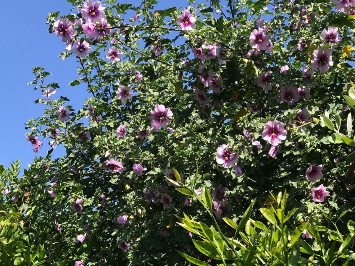 Identifying a Flowering Shrub? (Rose of Sharon) | ThriftyFun