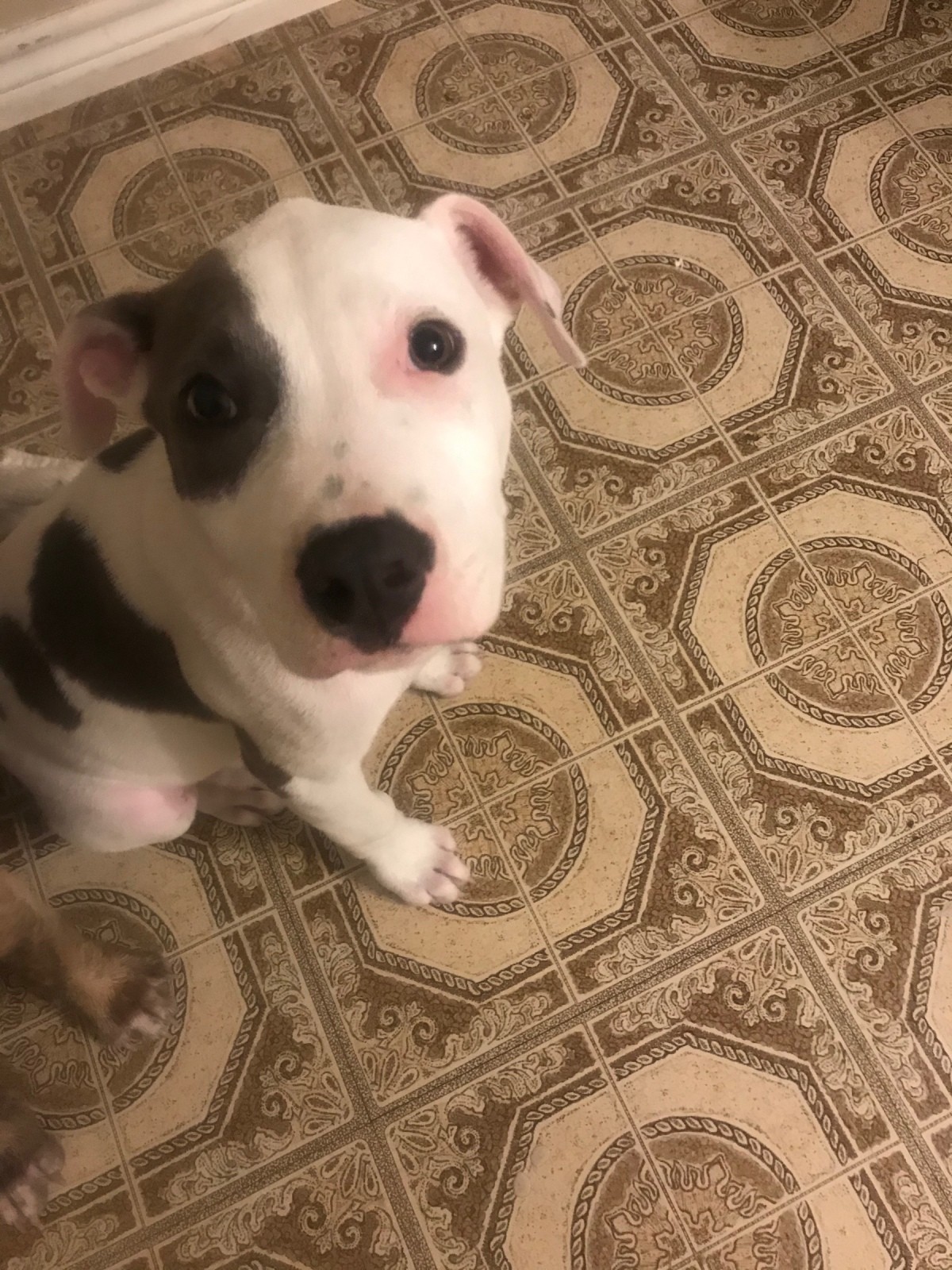 Bumps And Lumps On A Dog ThriftyFun
