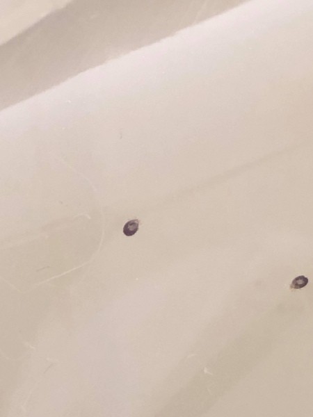 Identifying Little Black Biting Bugs? | ThriftyFun