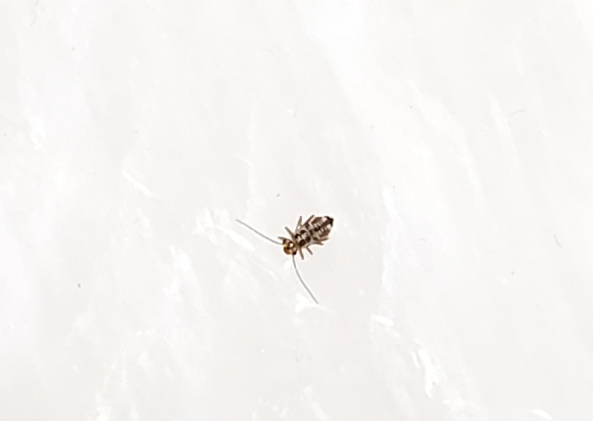 Identifying Tiny Bugs Outside? | ThriftyFun