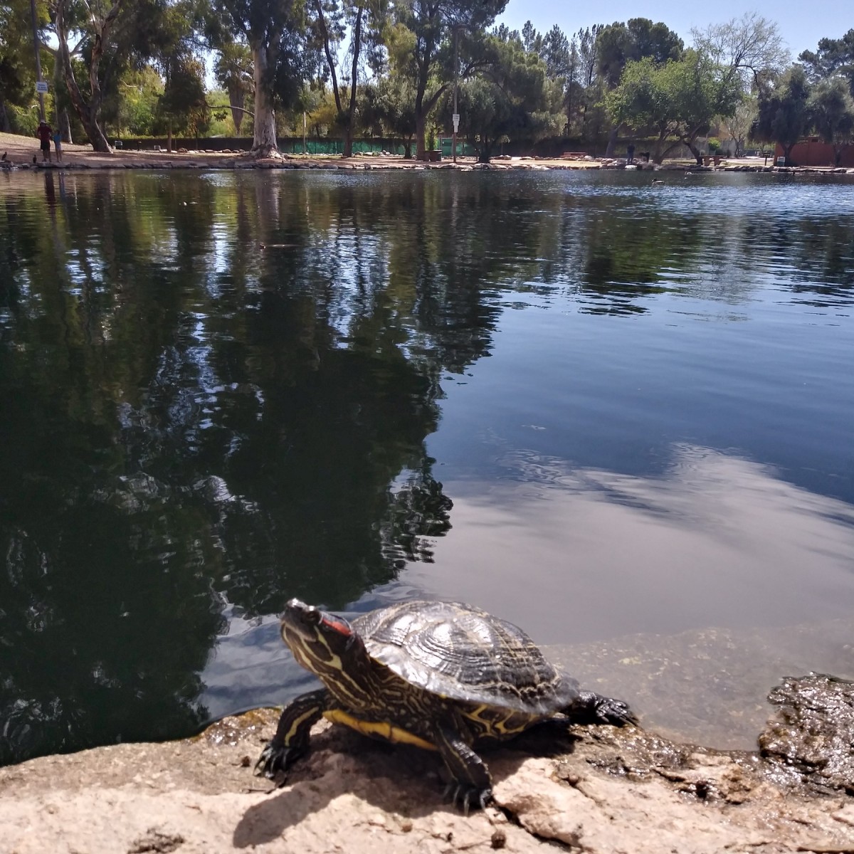 Tame Turtle | ThriftyFun