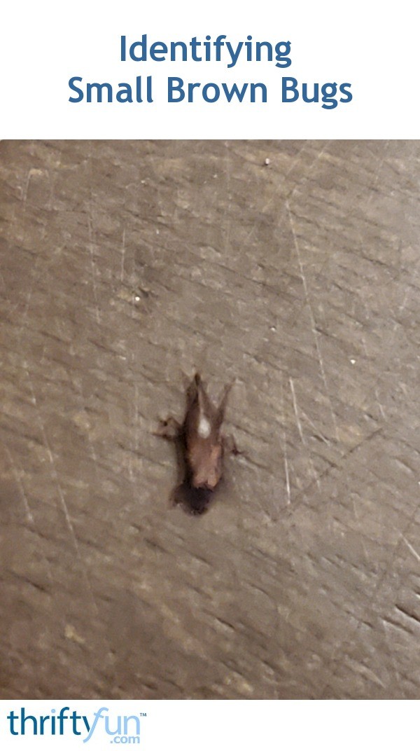 Identifying Small Brown Bugs? | ThriftyFun