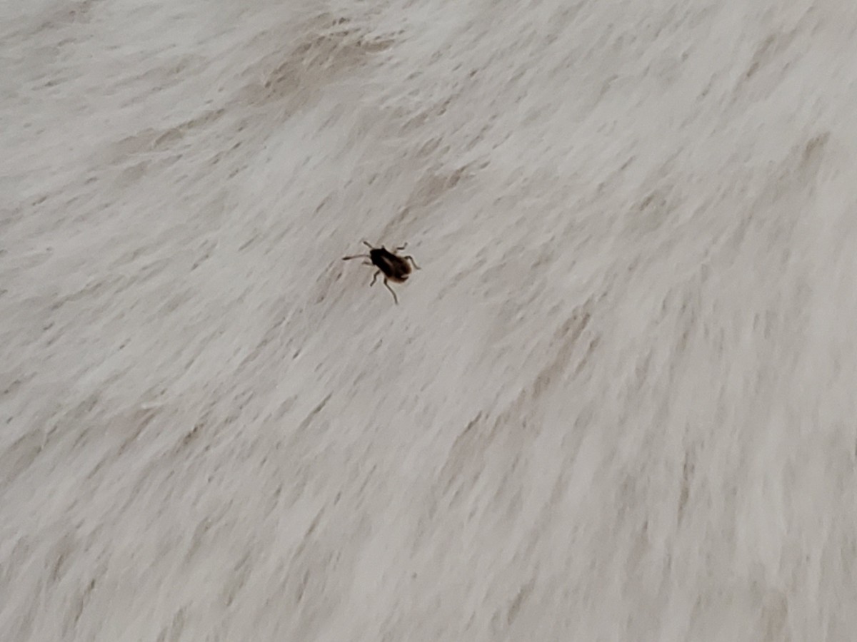 Identifying Tiny Black Bug? | ThriftyFun
