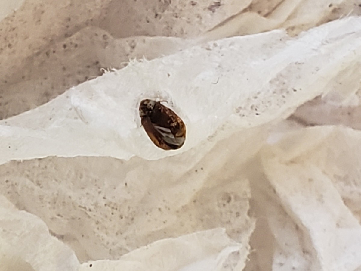 Identifying a Small Brown Bug? | ThriftyFun