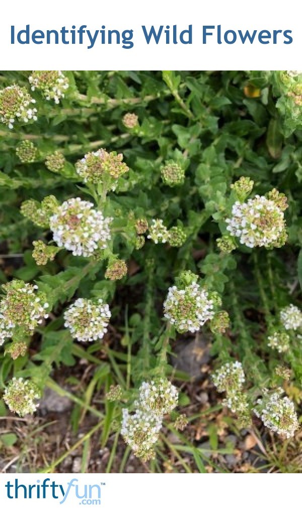 Identifying Wild Flowers? | ThriftyFun