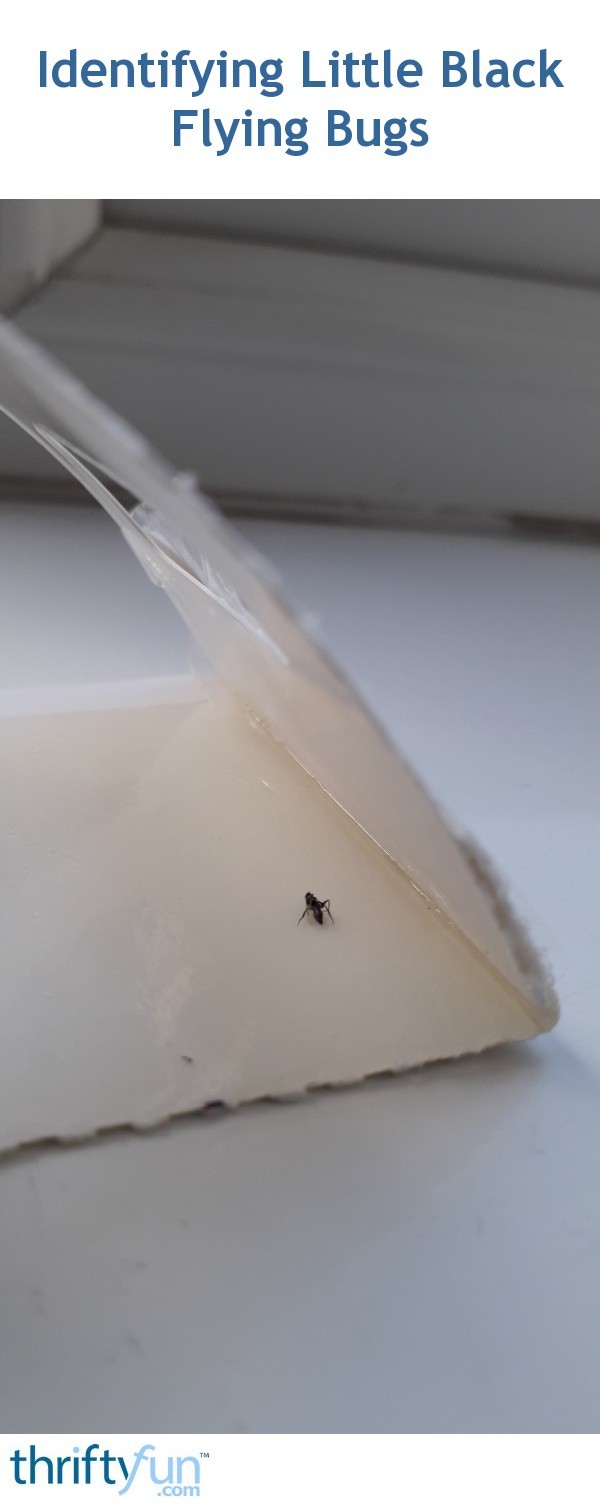 Identifying Little Black Flying Bugs? | ThriftyFun Identifying Little Black Flying Bugs? | ThriftyFun