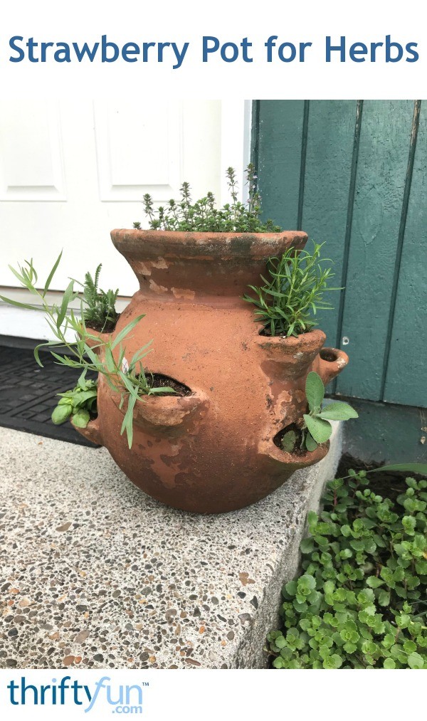 Strawberry Pot for Herbs | ThriftyFun