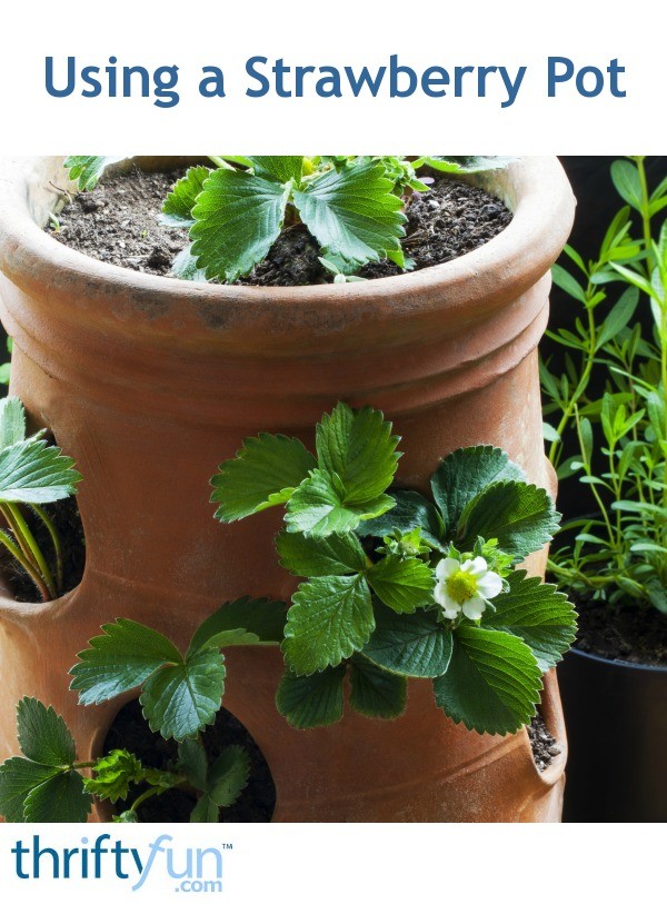 Using a Strawberry Pot | ThriftyFun