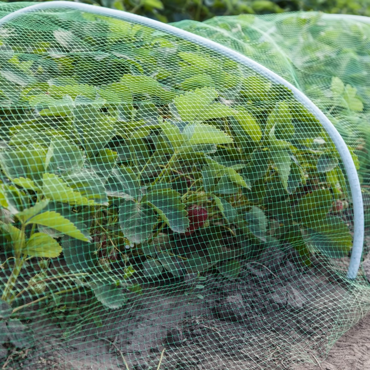 Protecting Garden Plants | ThriftyFun