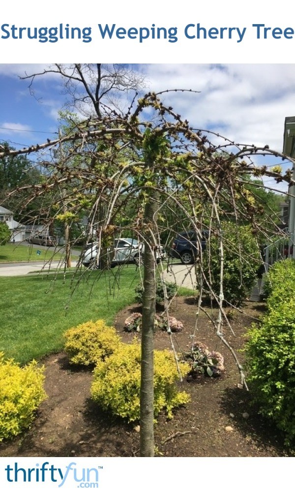 Struggling Weeping Cherry Tree? | ThriftyFun