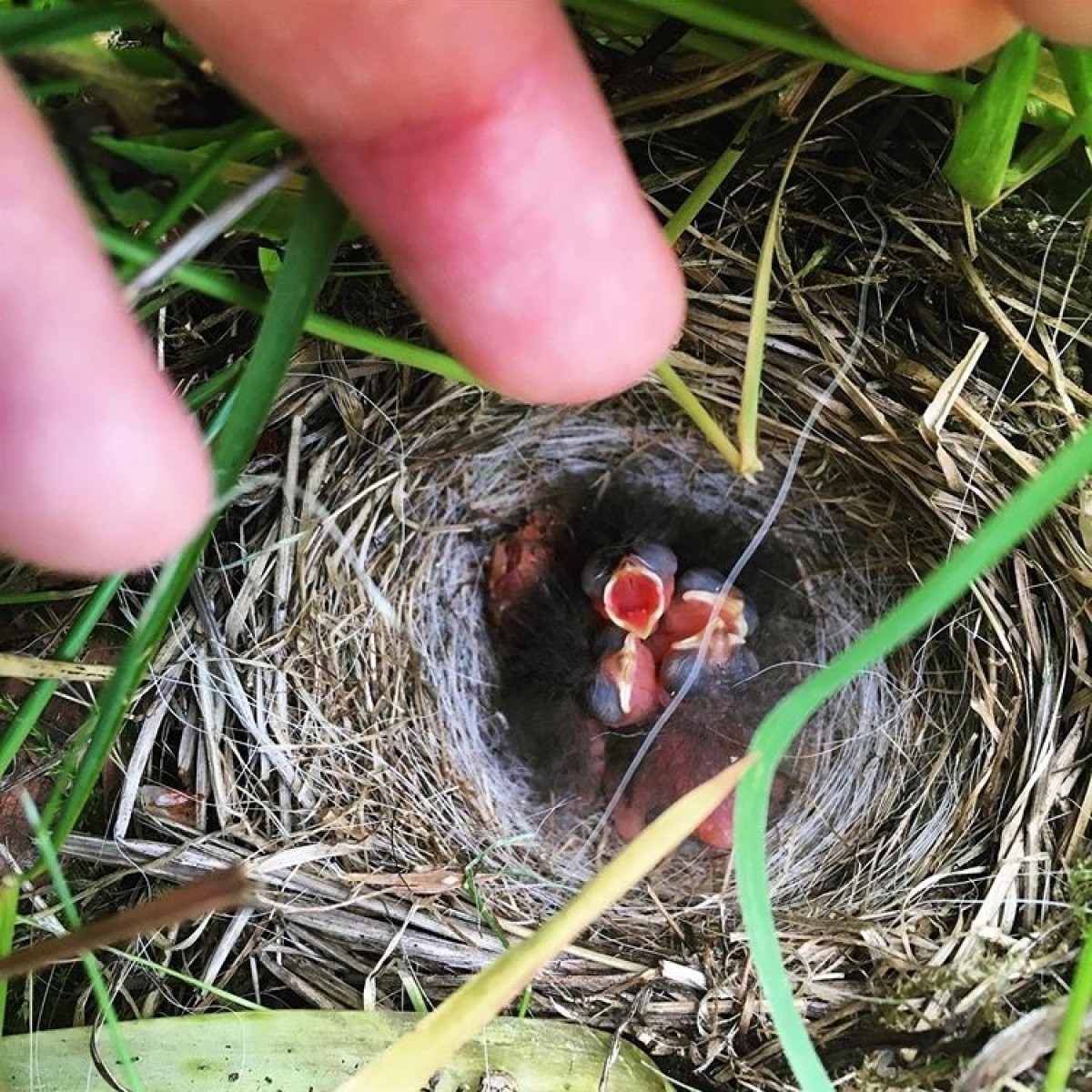 Junco Babies | ThriftyFun
