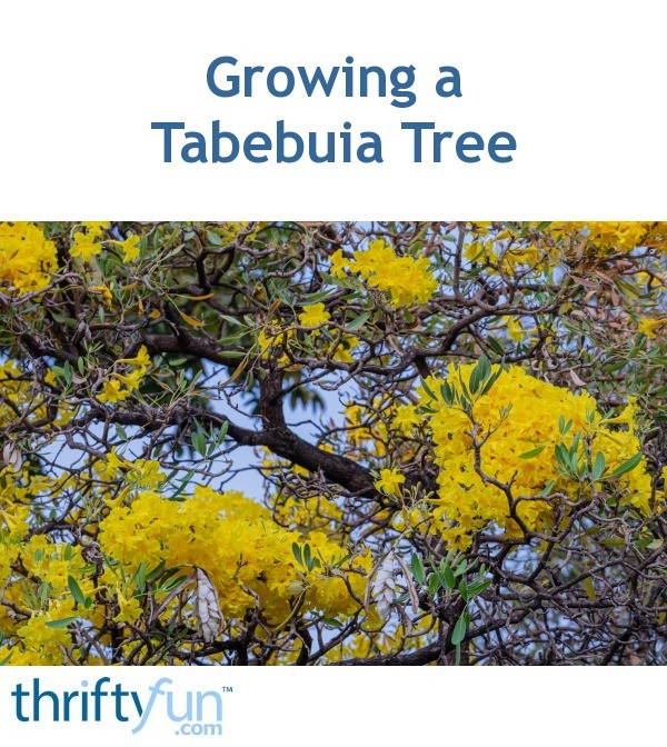 Growing a Tabebuia Tree? | ThriftyFun