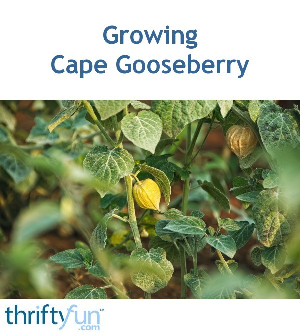 Growing Cape Gooseberry (Physalis peruviana) | ThriftyFun