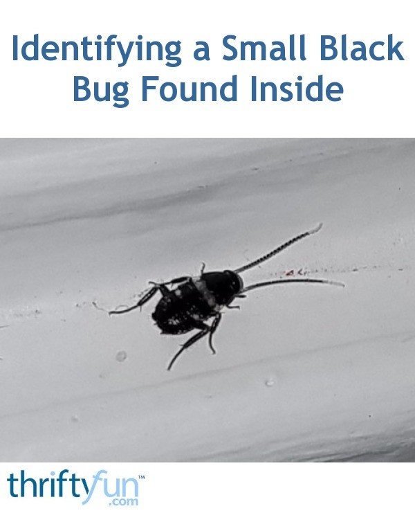 Identifying a Small Black Bug Found Inside? | ThriftyFun