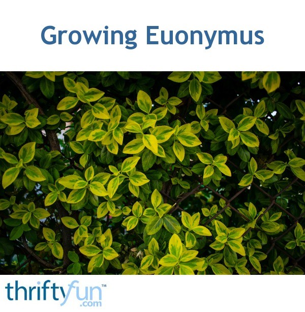 Growing Euonymus | ThriftyFun