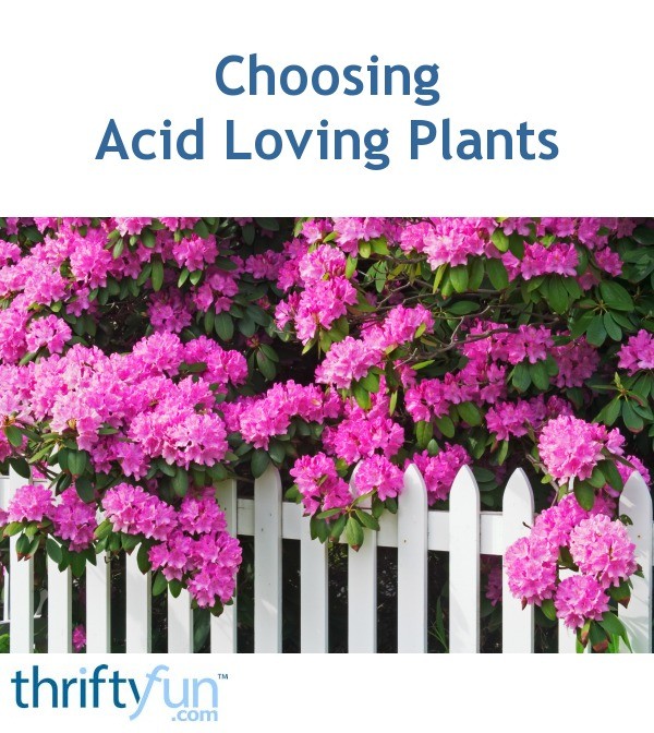 Choosing Acid Loving Garden Plants | ThriftyFun