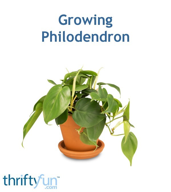 Growing Philodendron? | ThriftyFun
