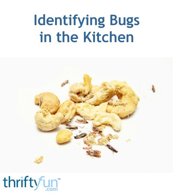 Identifying Bugs in the Kitchen | ThriftyFun