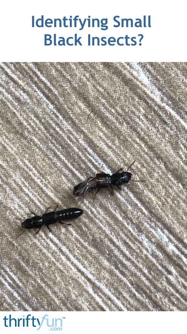 Identifying Small Black Insects? | ThriftyFun