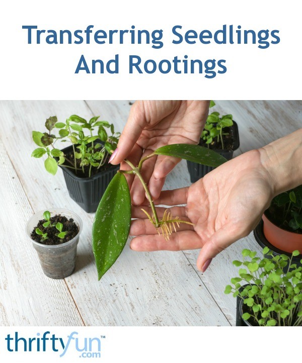 Transferring Seedlings And Rootings | ThriftyFun