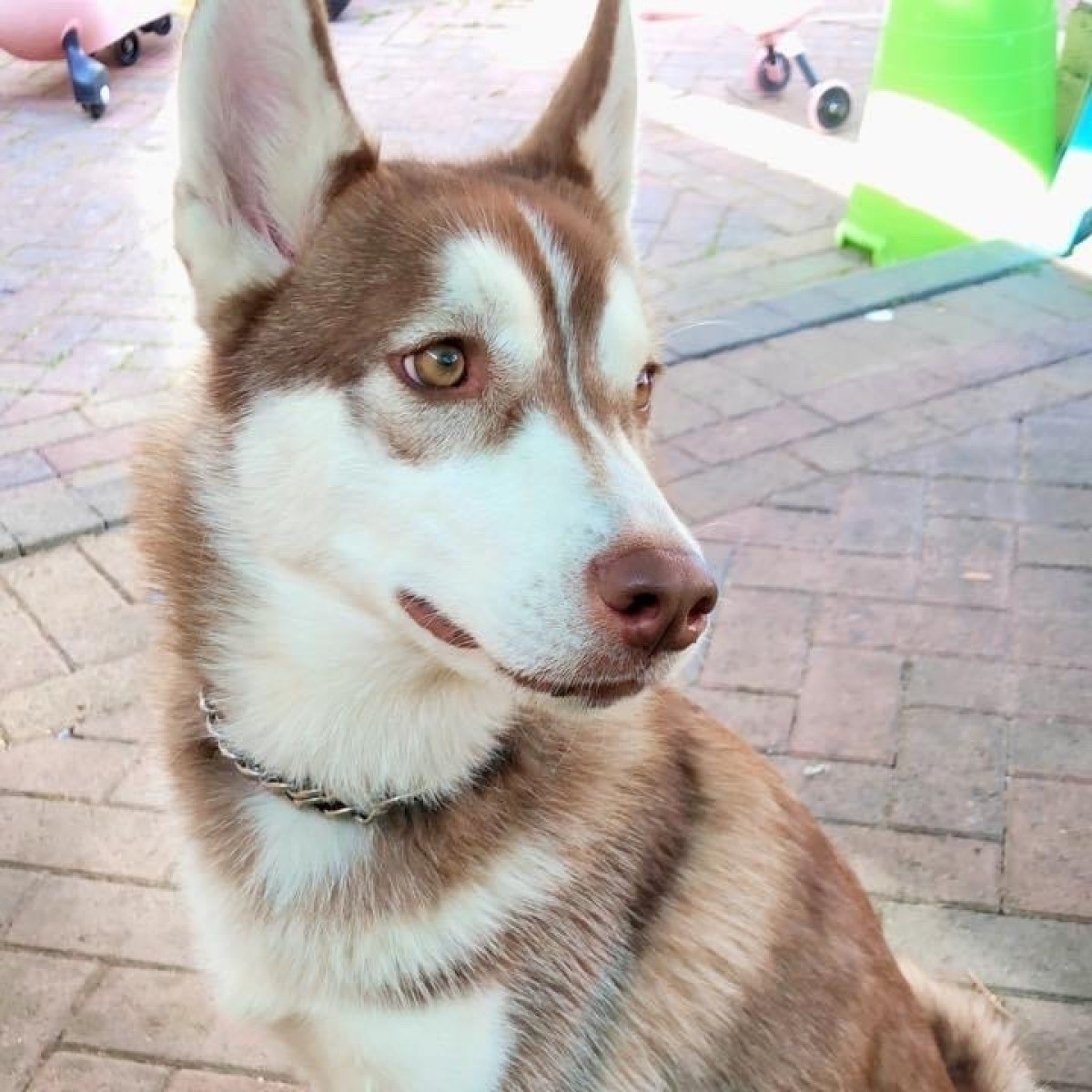 Is My Dog a Purebred Husky? | ThriftyFun