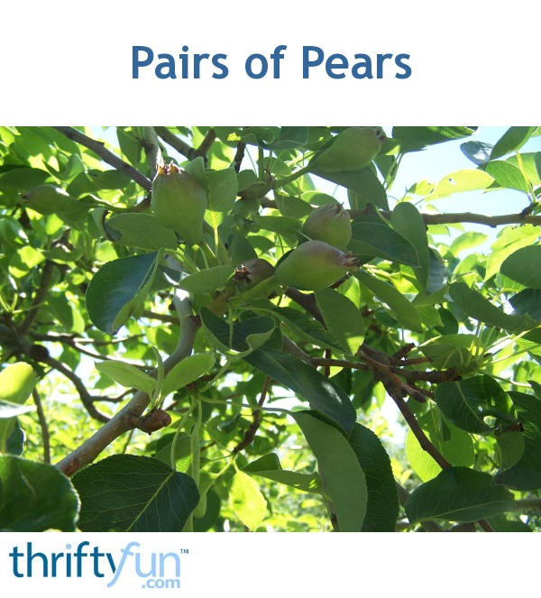 Pairs of Pears | ThriftyFun