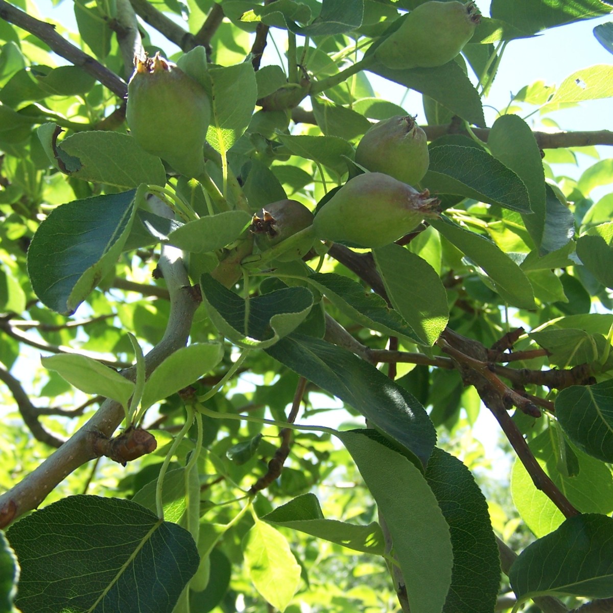 Pairs Of Pears Thriftyfun