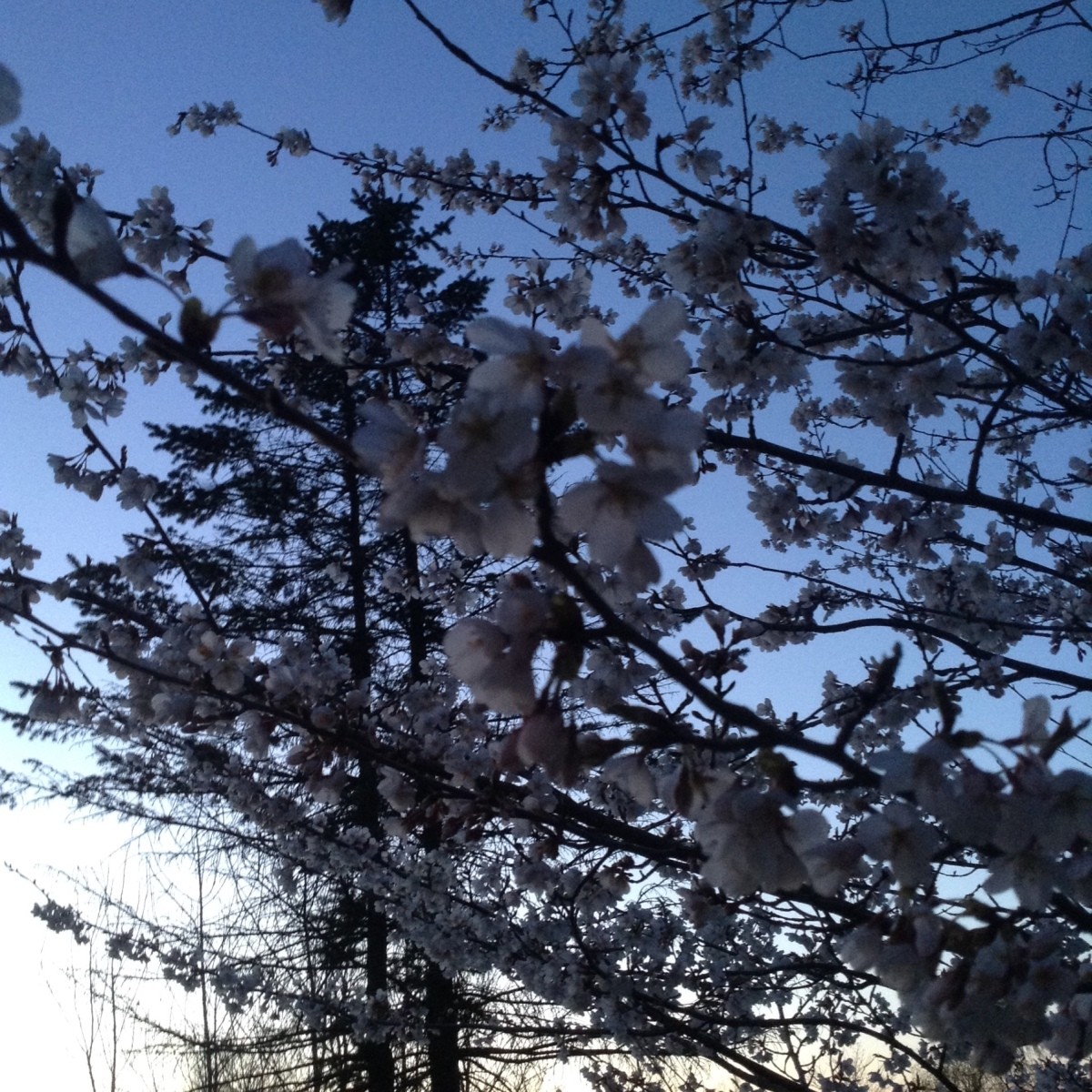 Beautiful Flowers at Sunset | ThriftyFun