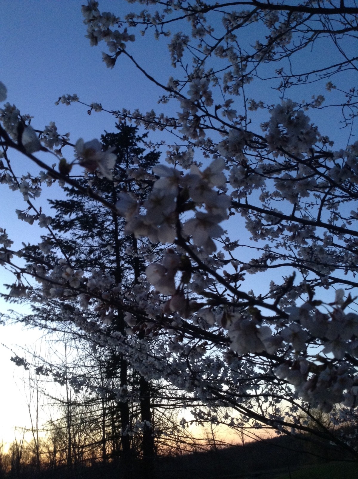 Beautiful Flowers at Sunset | ThriftyFun