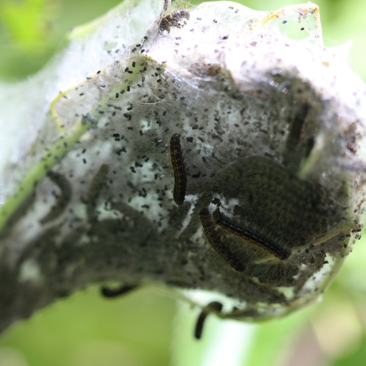 Lots of Larva (Idaho) | ThriftyFun
