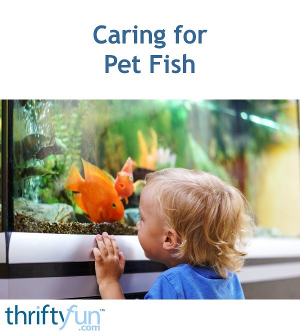 Caring for Pet Fish | ThriftyFun
