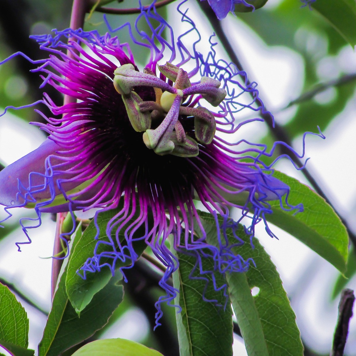 Passiflora Photos | ThriftyFun
