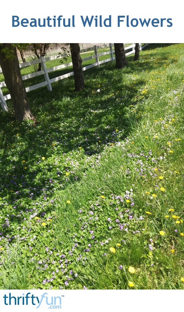 Beautiful Wild Flowers | ThriftyFun