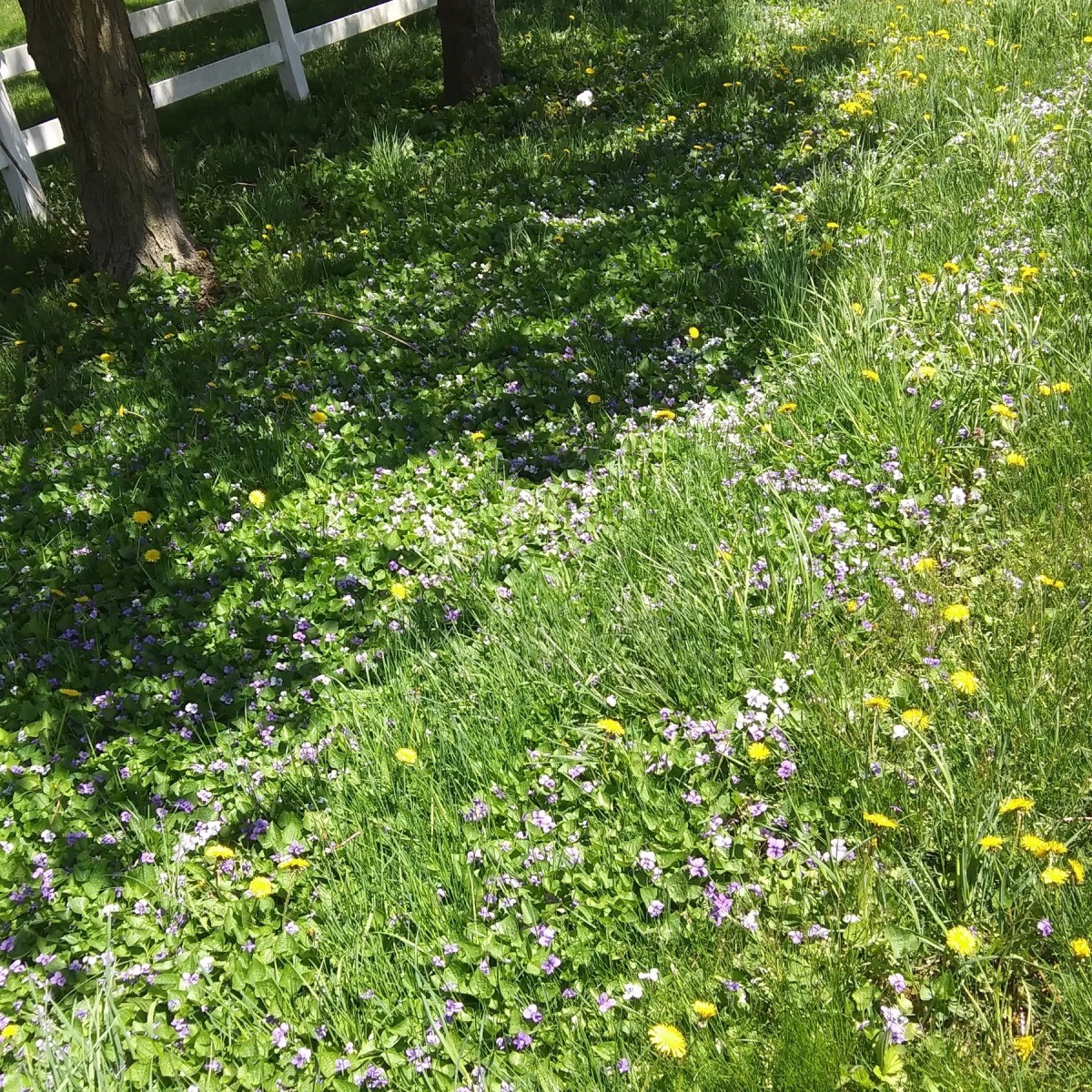 Beautiful Wild Flowers Thriftyfun