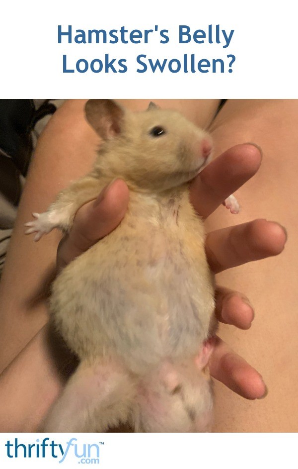 Hamster's Belly Looks Swollen? | ThriftyFun
